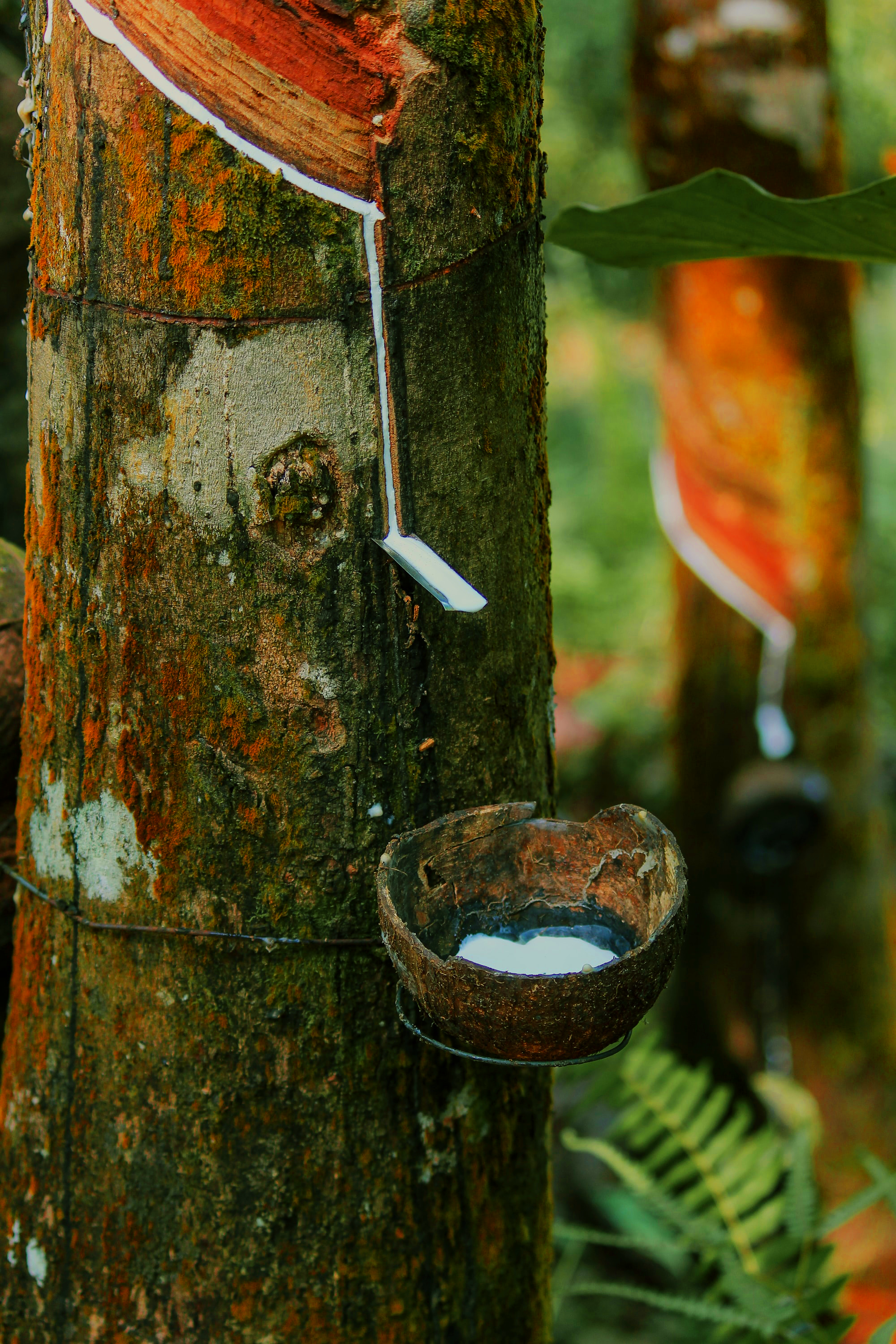 Látex Natural | Alrubber