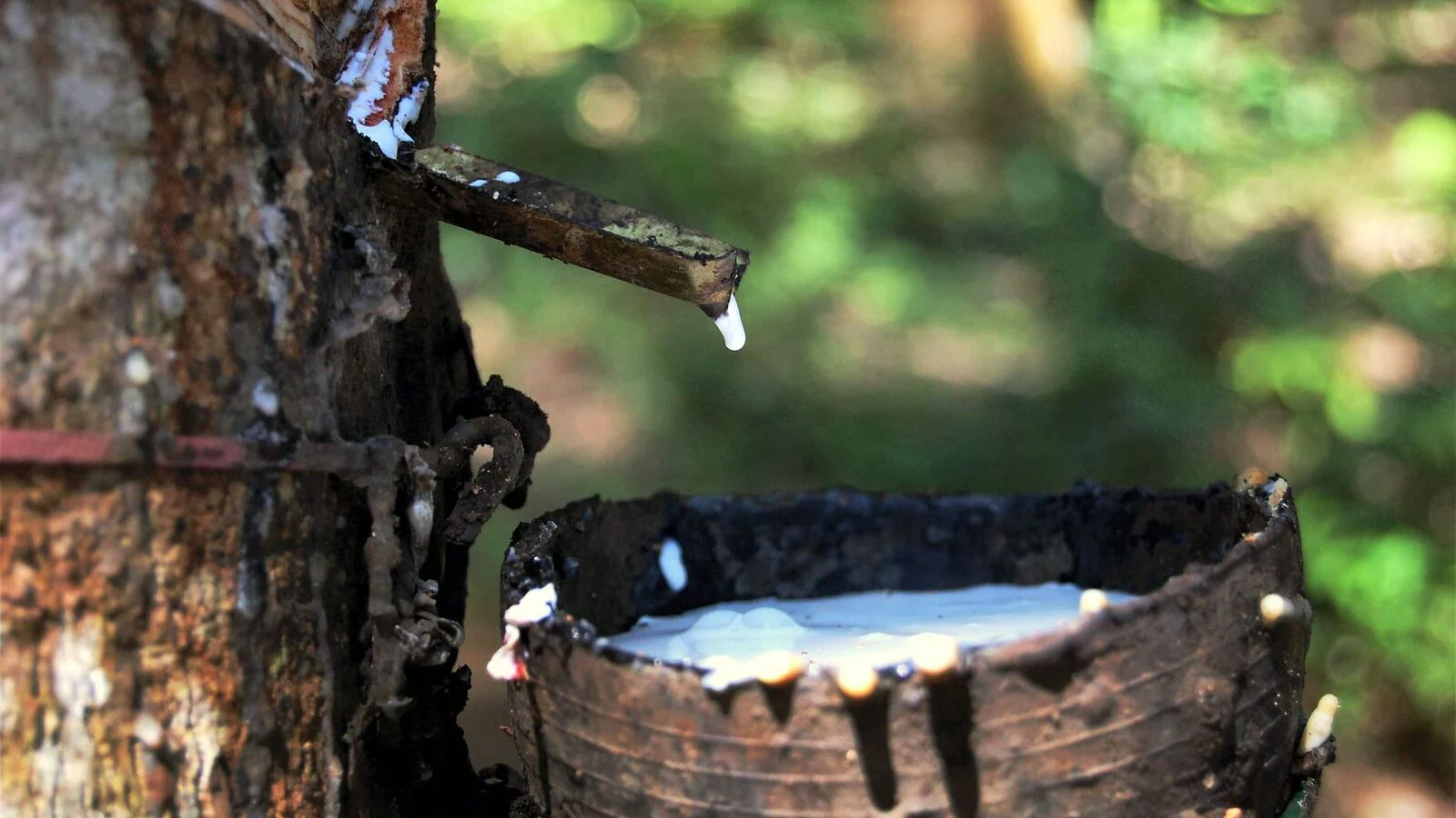 Global Report Focusing on Rubber Prices, Supply Evolution, and More